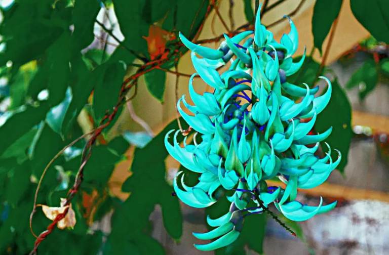 Fleur de Jade (Liane de Jade Bleue) : Strongylodon Macrobotrys | Fleurs ...