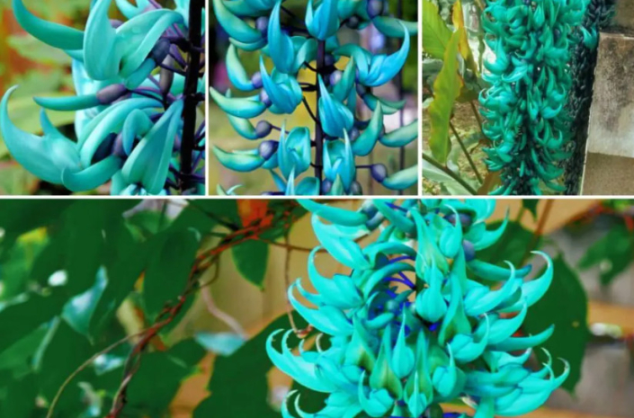Fleur de Jade (Liane de Jade Bleue) : Strongylodon Macrobotrys | Fleurs ...