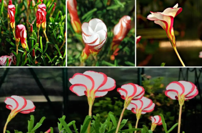 Flor de Caña de Caramelo (Oxalis Versicolor) – Descripción y guía de ...