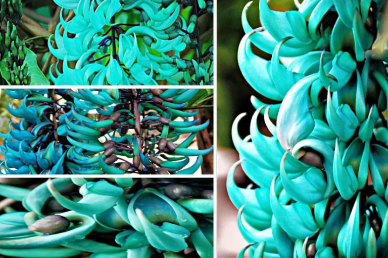 Flor de Jade (Enredadera Jade Azul): Strongylodon Macrobotrys | Flores ...
