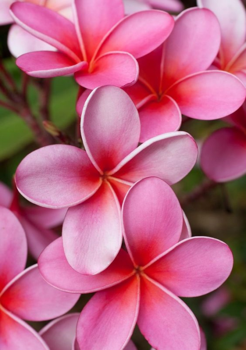 Frangipani Plumeria: Types, Colors, Fascinating Facts & Essential Care Tips