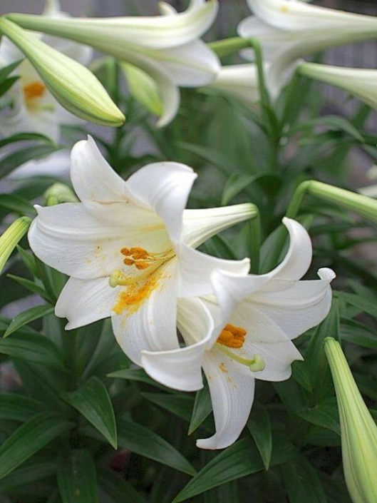 Lily Flower (Lilium): Description, Colors, Types & More | Exotic Flowers
