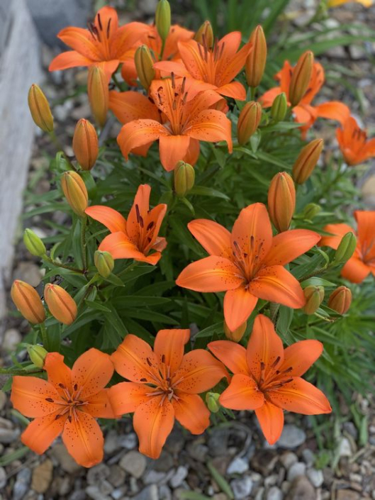 Lily Flower (Lilium): Description, Colors, Types & More | Exotic Flowers