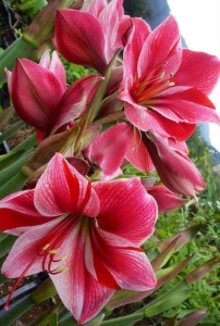Lily Flower (Lilium): Description, Colors, Types & More | Exotic Flowers