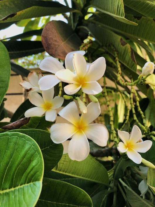 Frangipani Plumeria: Types, Colors, Fascinating Facts & Essential Care Tips