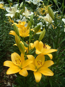 Lily Flower (Lilium): Description, Colors, Types & More | Exotic Flowers