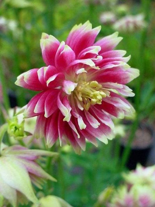 Ancolie (Aquilegia Vulgaris) : Description & Conseils d’Entretien ...