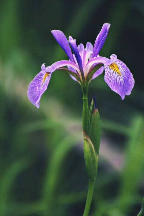 Iris Laevigata (Water Iris): Types, Description & Care Tips | Exotic ...