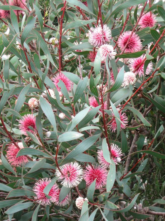 Hakea Laurina (Pincushion Hakea): Description, Types & Caring