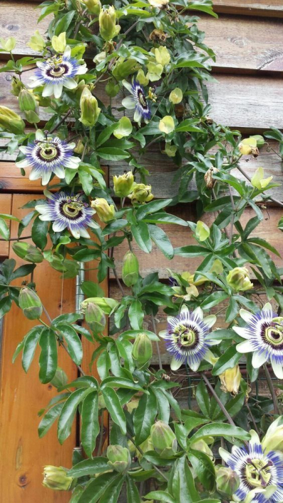 Passiflora Incarnata (Maypop Flower): Description, Types & How to Care ...