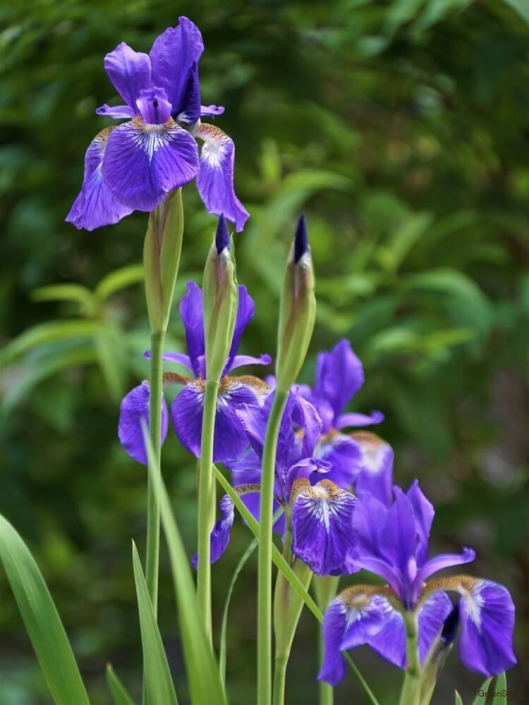 Iris Laevigata (Water Iris): Types, Description & Care Tips | Exotic ...