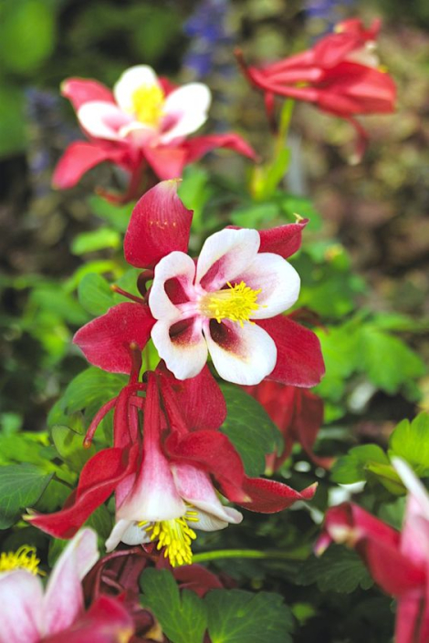 Ancolie (Aquilegia Vulgaris) : Description & Conseils d’Entretien ...