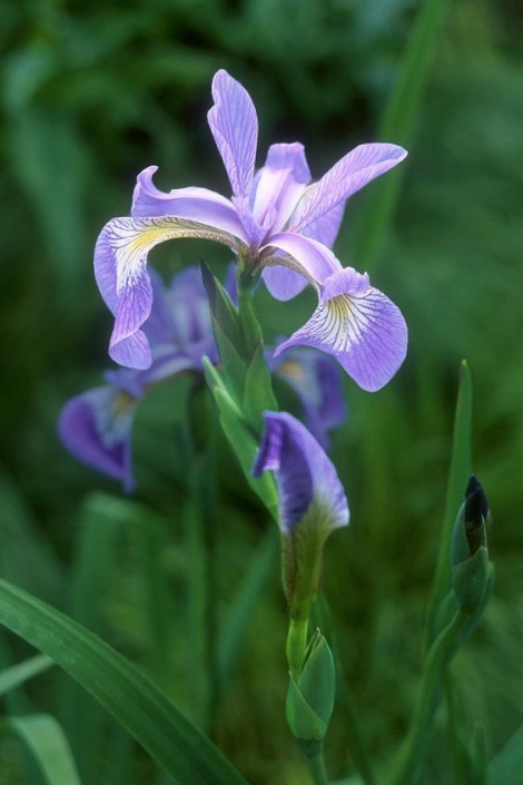 Iris Laevigata (Water Iris): Types, Description & Care Tips | Exotic ...