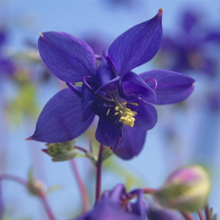 Ancolie (Aquilegia Vulgaris) : Description & Conseils d’Entretien ...