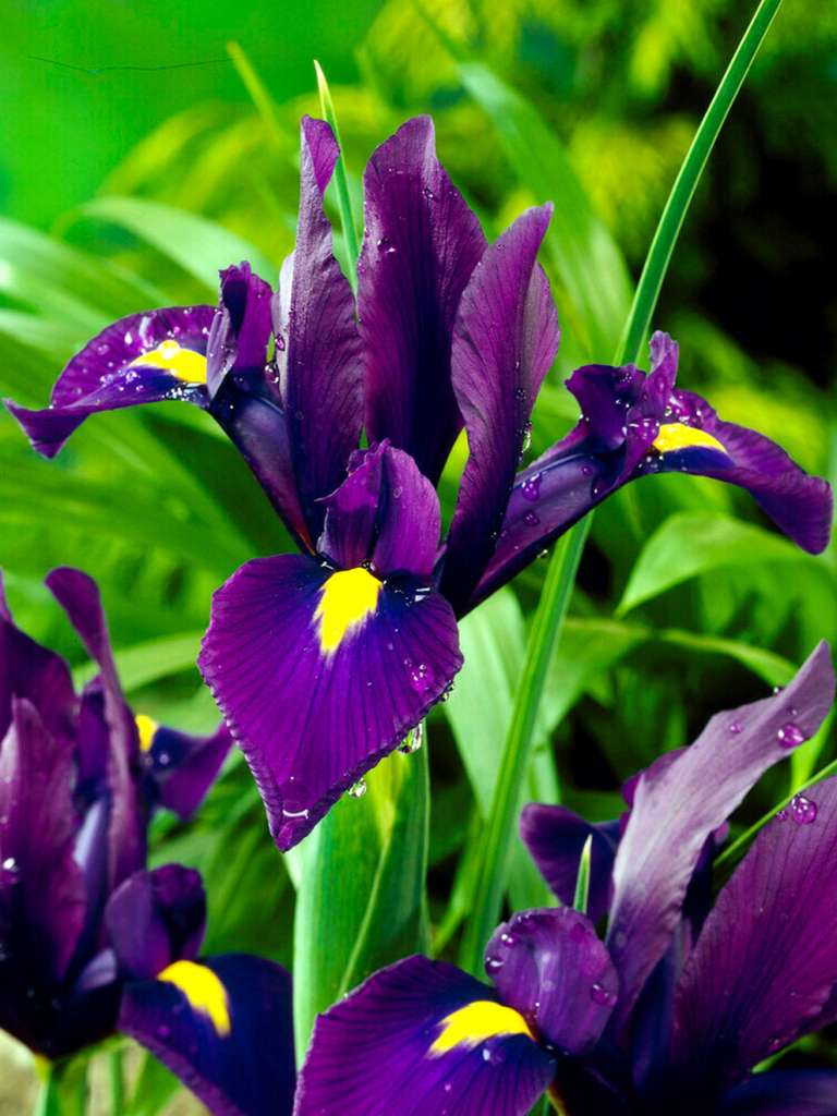 Iris Laevigata (Water Iris): Types, Description & Care Tips | Exotic ...