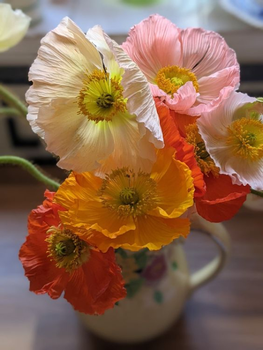 Kwiat Maku (Mak Polny): Opis, Rodzaje & Kolory