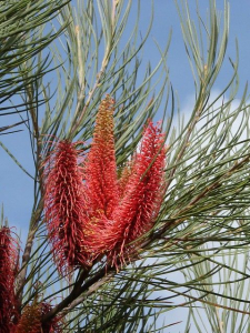 Hakea Laurina (Pincushion Hakea): Description, Types & Caring