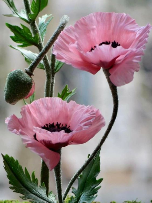 Fleurs de Pavot (Coquelicot) : Description, Types & Couleurs