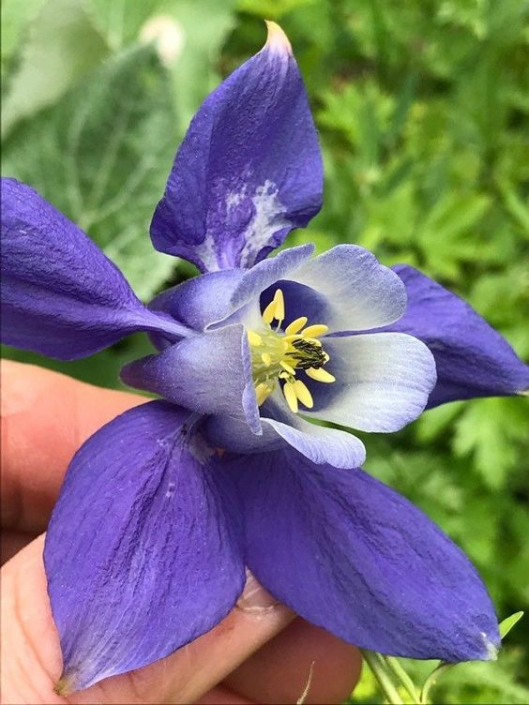 Ancolie (Aquilegia Vulgaris) : Description & Conseils d’Entretien ...